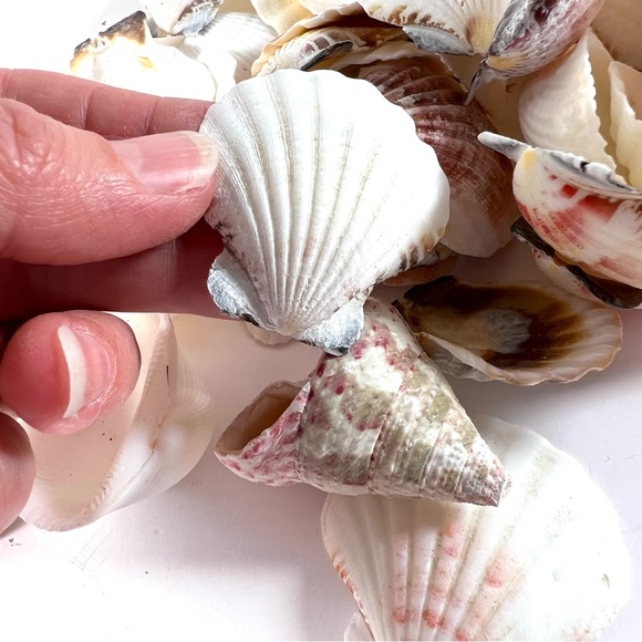 Accents | 10 Scalloped Shells | Poshmark